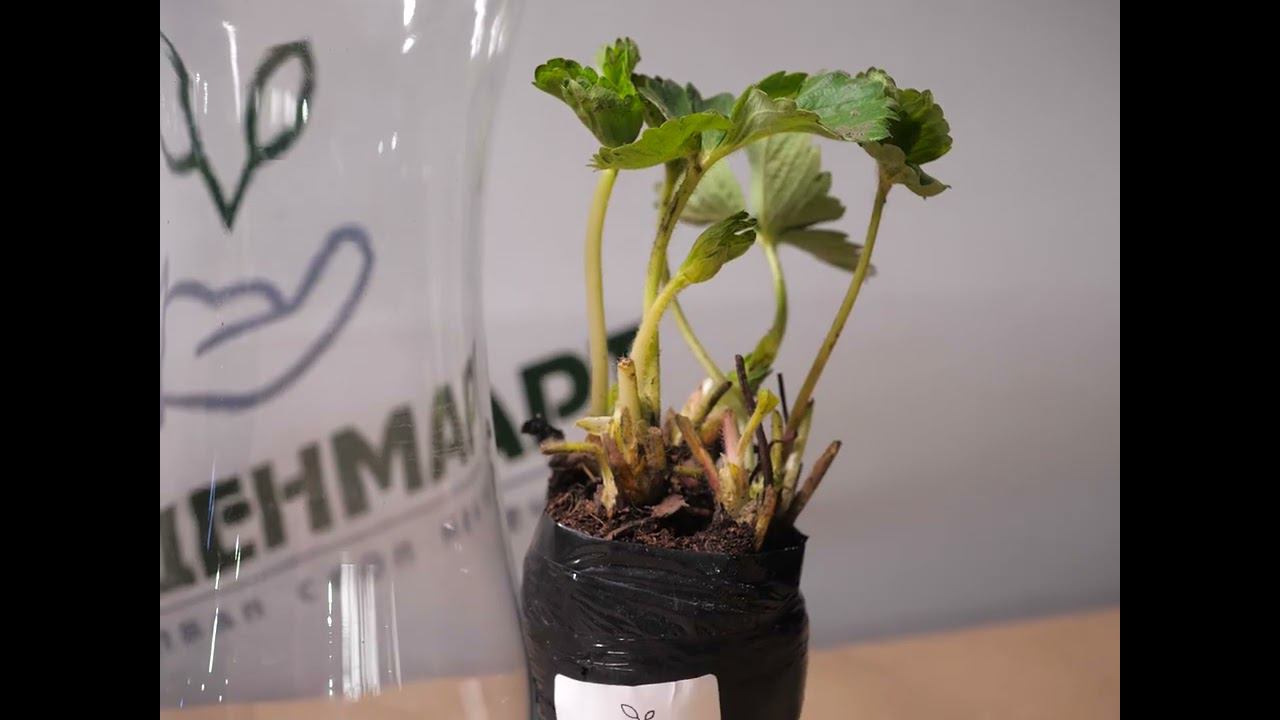 Земляника ремонтантная Гирлянда