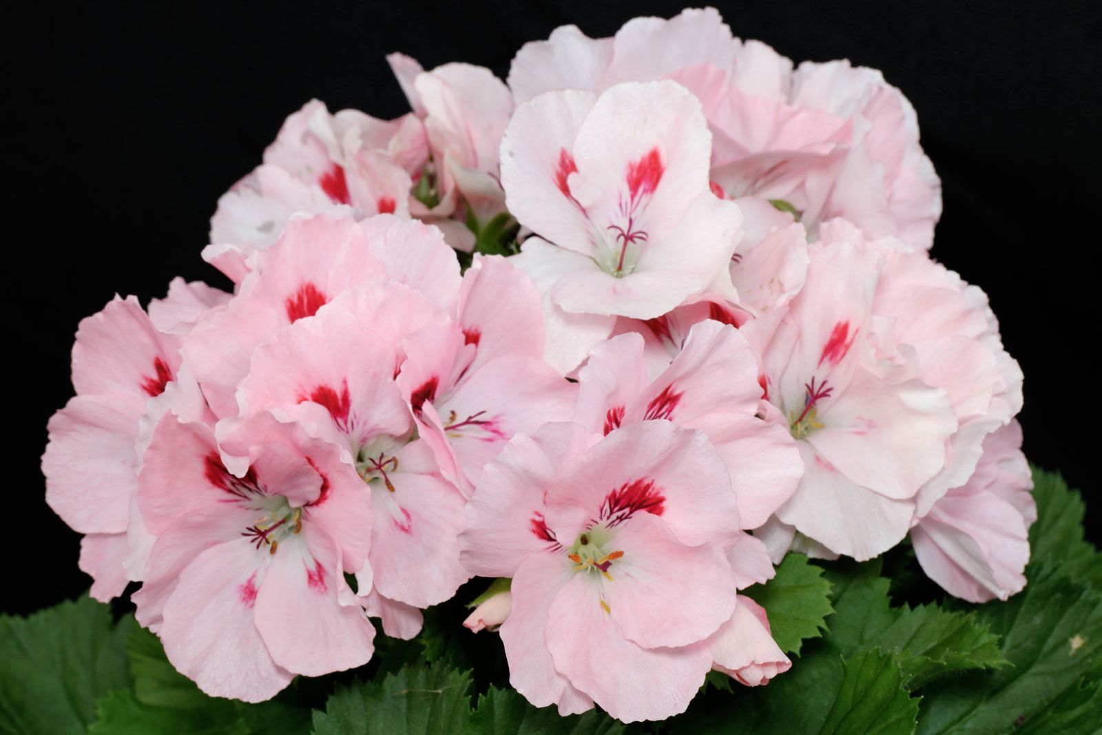 Пеларгония или герань_ Тонкости размножения семенами в домашних условиях..mp4