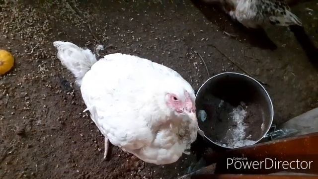 2019.Обзор хозяйства,октябрь.