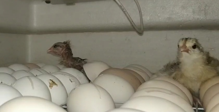Инкубатор #первые вылупления #сестра фермер #Incubator #first hatches #sister farmer