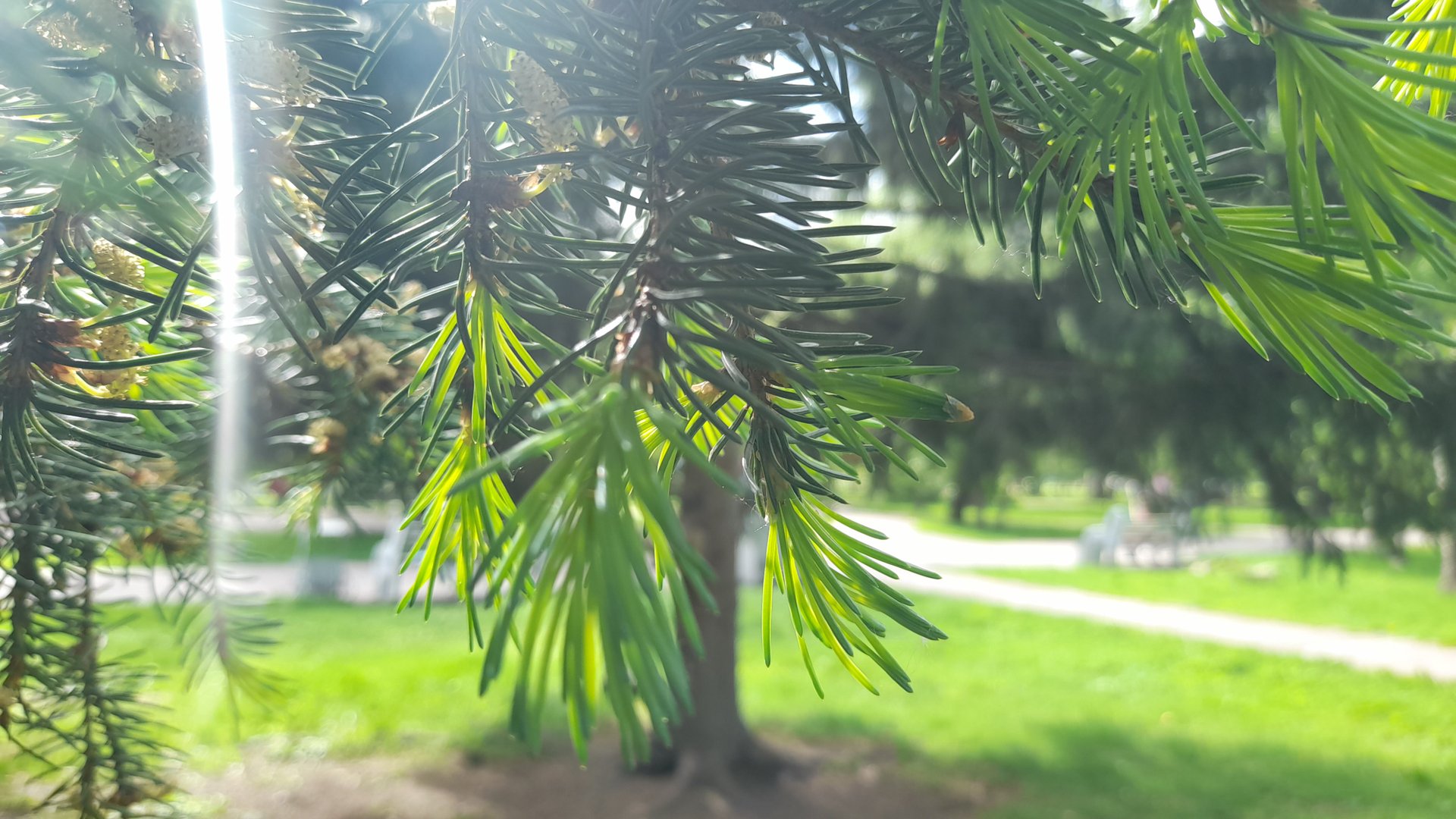 просто сквер, зелёное на зеленом. скворечники, новосибирск. весна