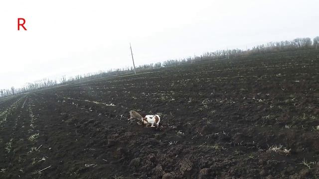 Эпаньоль бретон охота на зайца в пахоте.mp4