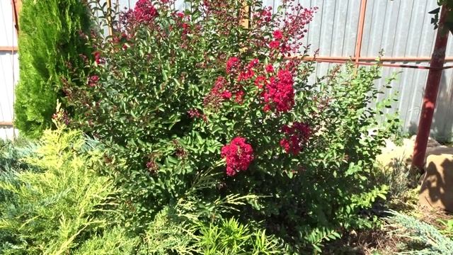 МОЙ САД. ЛАГЕРСТРЕМИЯ И ЛАВР БЛАГОРОДНЫЙ.