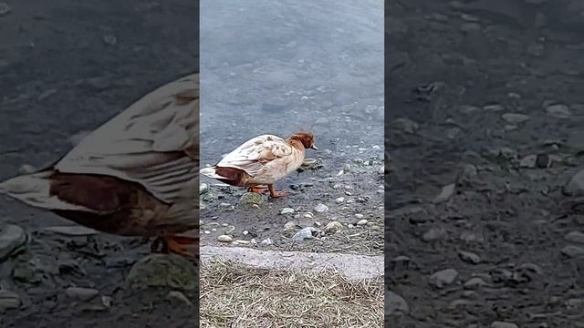 Уточки кря-кря.