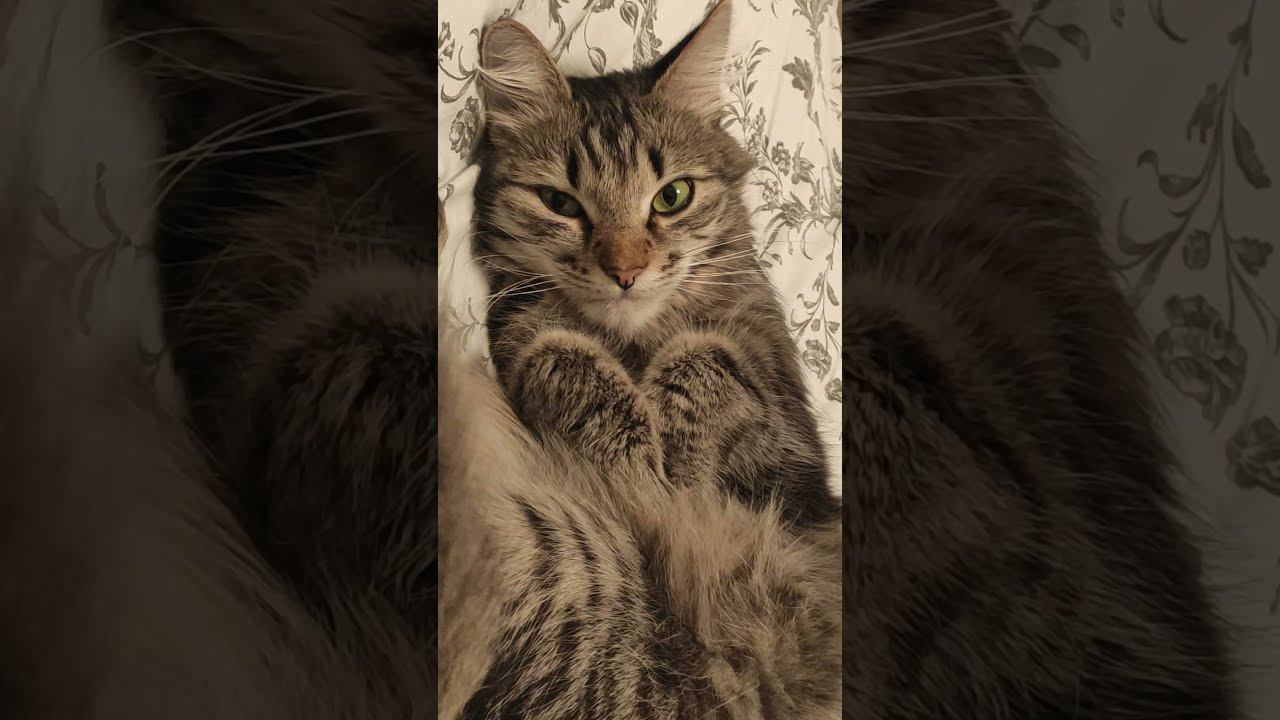 Кошка Мурка отдыхает