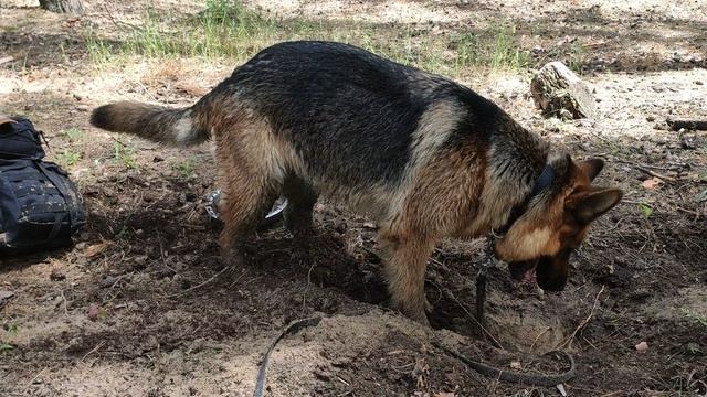 Nora копает траншею
