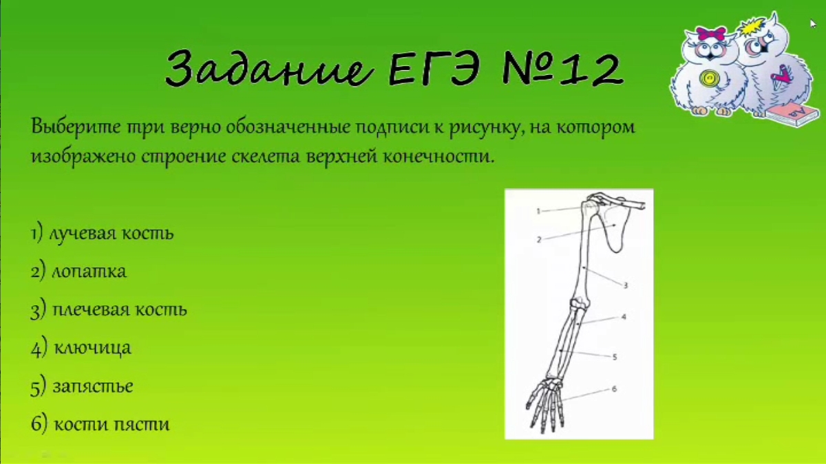 Биология. Разбор 12 заданий ЕГЭ по биологии. Скелет