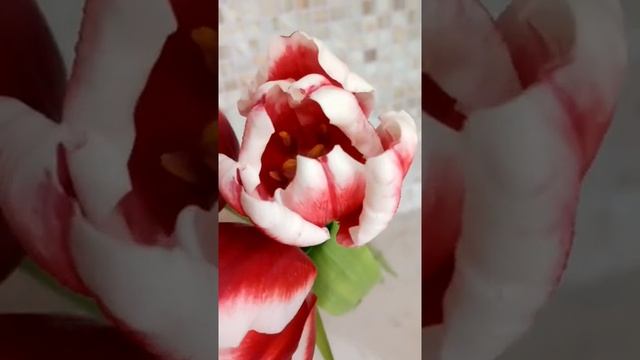 Тюльпан из холодного фарфора. Моя работа