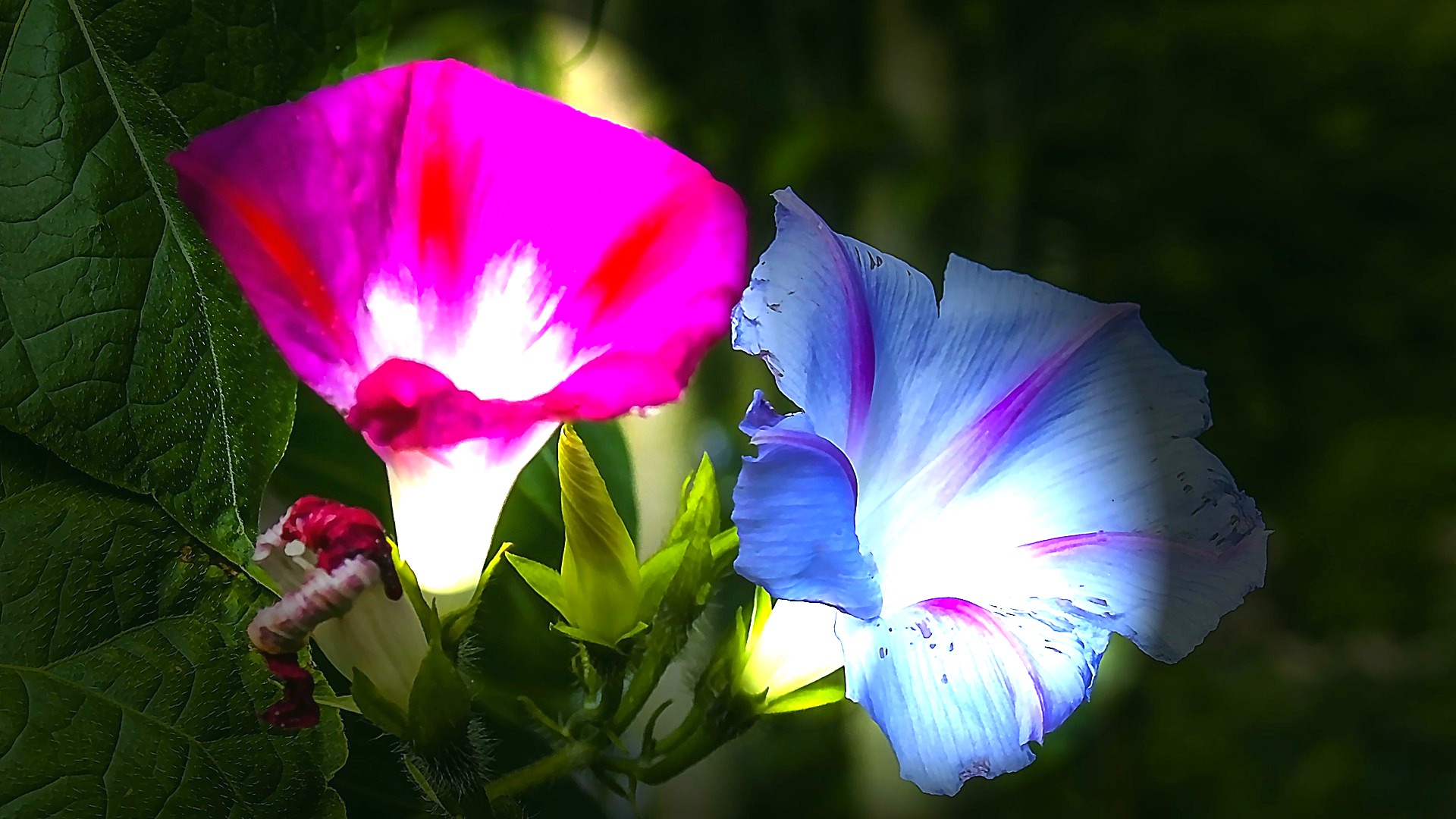 Экхарт Толле - 26. Чем эго отличается от индивидуальности, озвучивает Nikosho.mp4