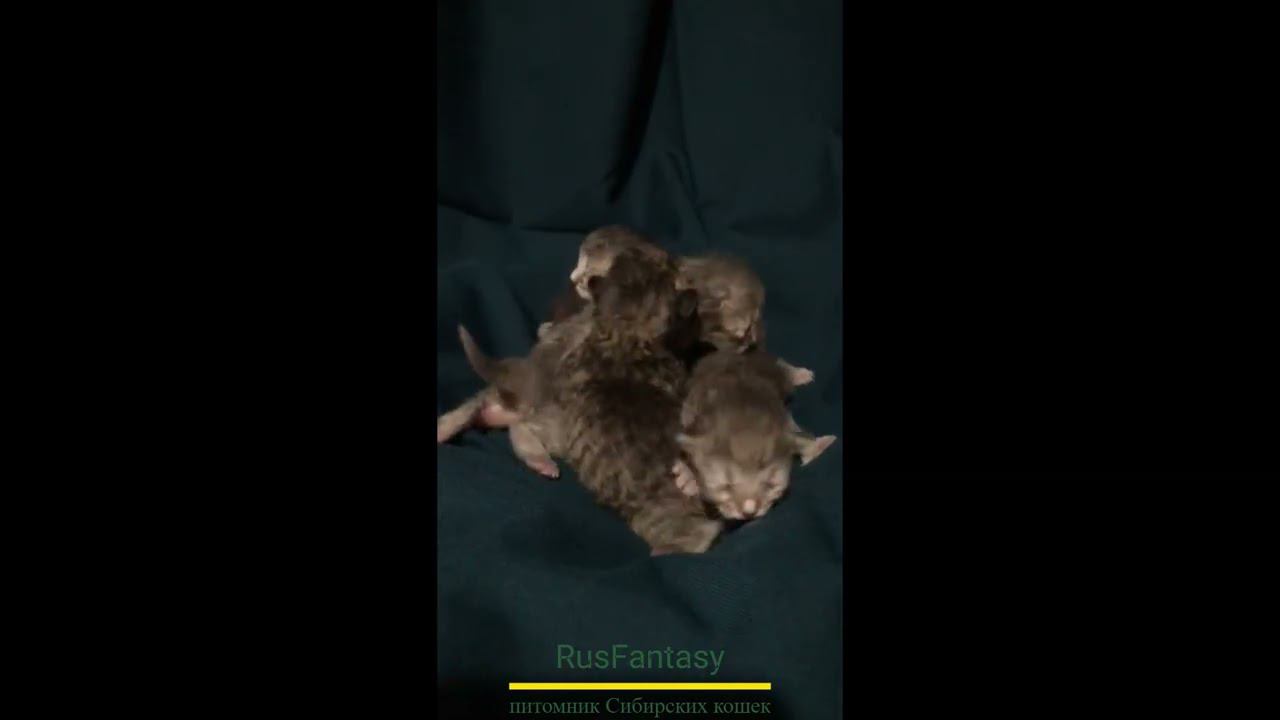 Сибирские котята