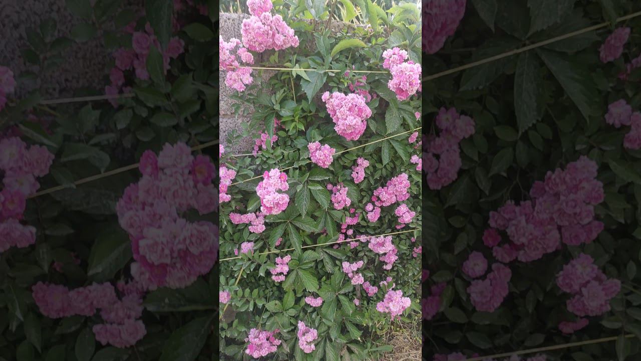 роза Вартбург,привитая на шиповник, продолжает цветение