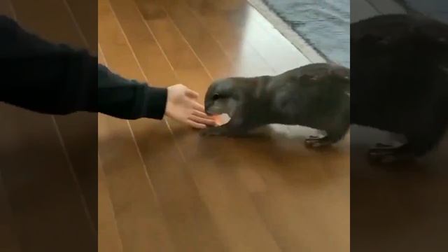 Кошки и собаки - это слишком банально. Заведешь дома выдру_ ?