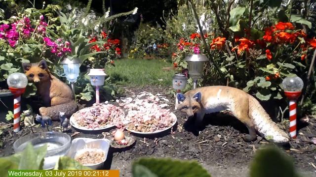Лисийрай Дублин Ирландия Прямая трансляция. Лисы Воблли Молли и новый детеныш.