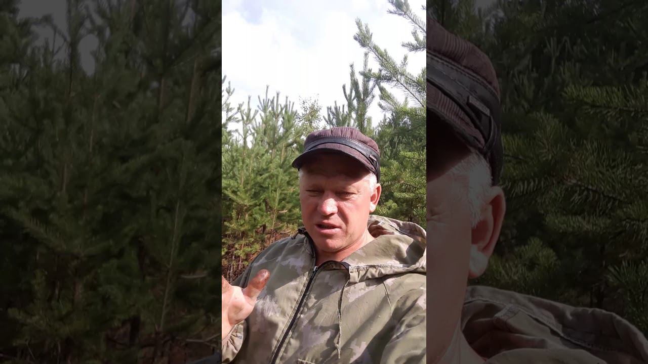 Маслята в Зауралье Грибной сезон 2019 #Shorts