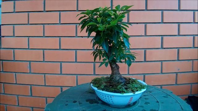 Бонсай форзиция 2 ролика Bonsai forsythia spring 2022 год