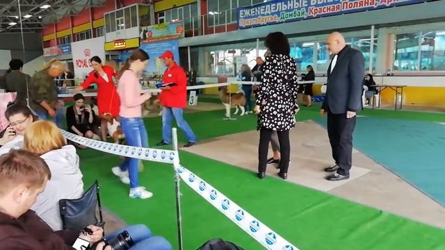 10-05-19 International dog show CACIB "Grand Caucasus 2019". РКФ выставка собак, Эпаньоль Бретон.