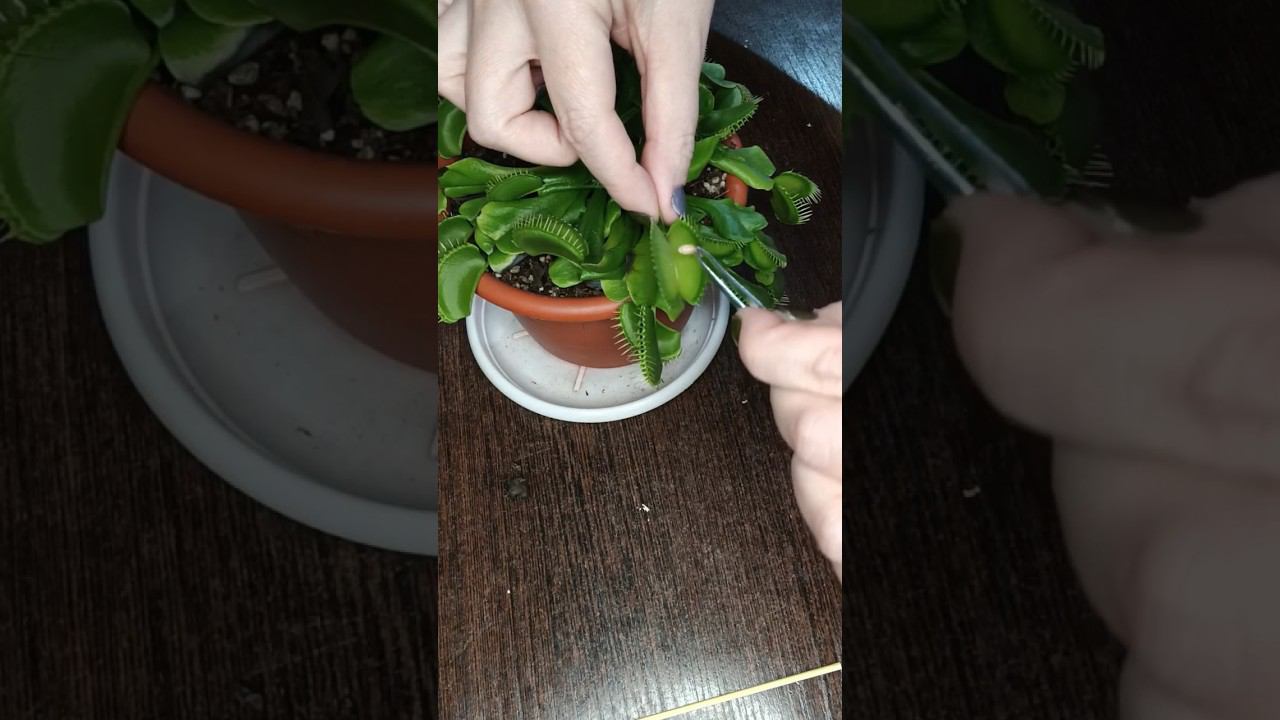 Мухоловка съест всех и не лопнет! Кормлю дионею мухоловку перед пересадкой #мухоловка