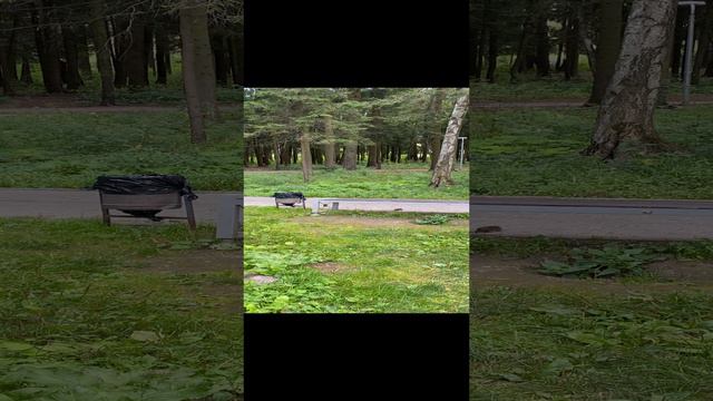 Крыса в сквере