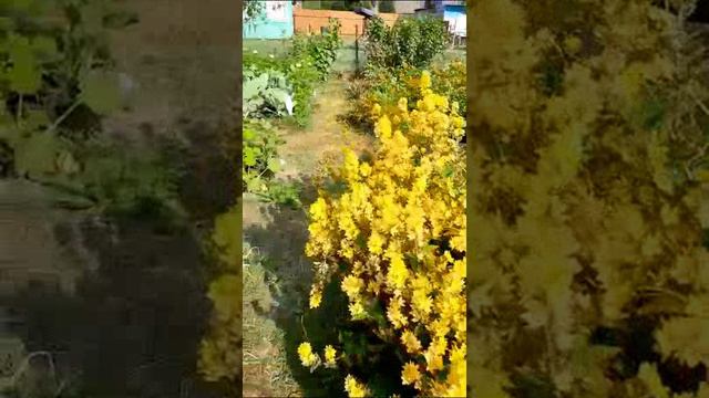 Видео привет с наших 6 соток