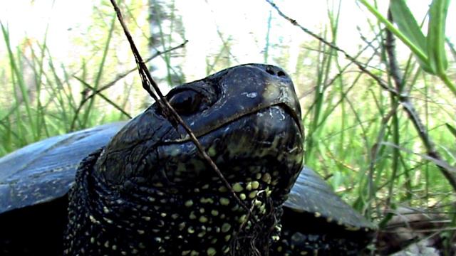 Болотная черепаха 3 Побег Михалыча