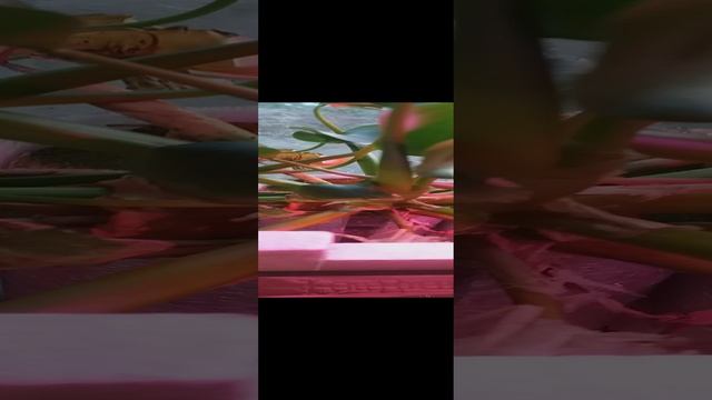 Второе взвешивание и просто мысли и планы.