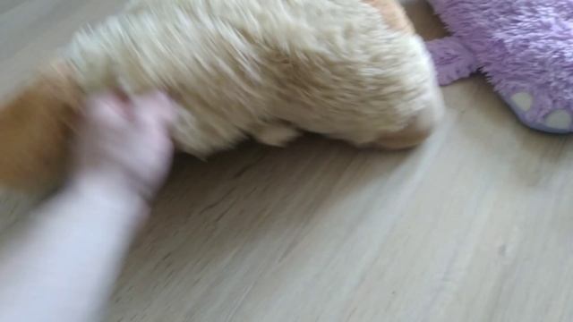 Купил кошке подушки собачки