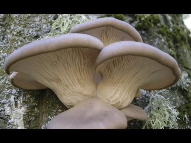 ВЫРАСТИТЬ  ГРИБЫ  НА  САДУ  ОЧЕНЬ ПРОСТО  . ГРИБЫ  ВЕШЕНКИ ЖАРЕННЫЕ