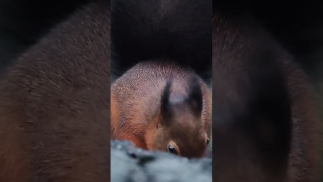 Красота природы- белочка пьет