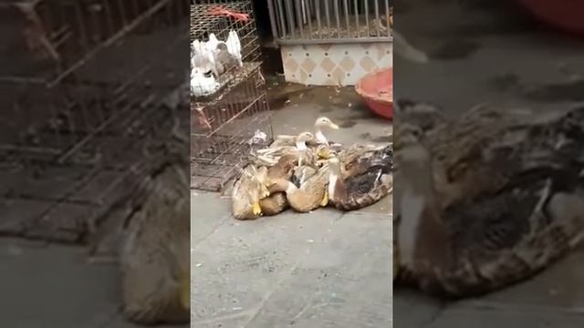 VID_20221221_222252_712.mp4