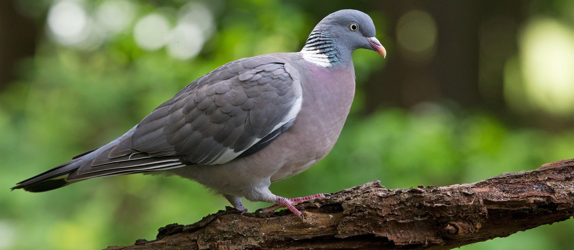 Один день из жизни дикого голубя - вяхиря