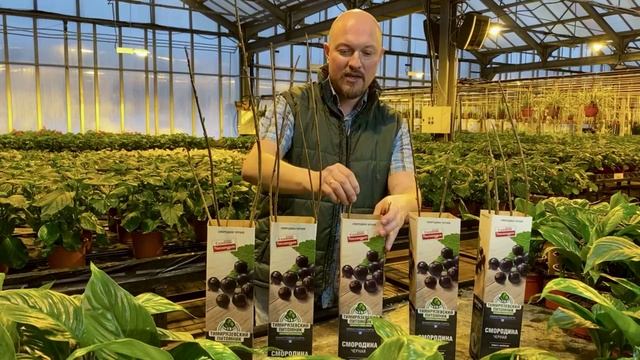 Чёрная смородина - сорта из весеннего ассортимента