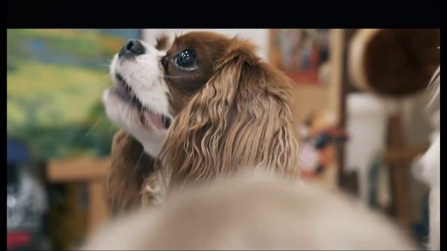 Кому необходима канистерапия?