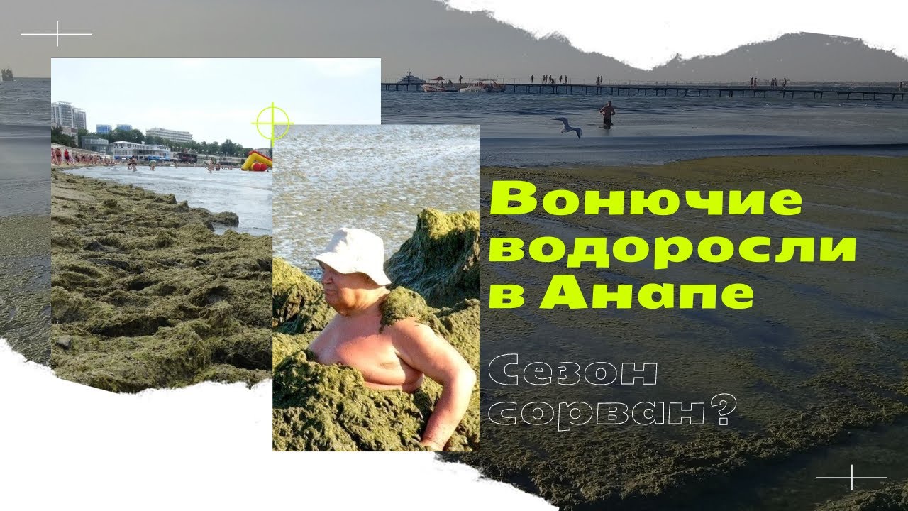 Когда цветет море в Анапе - наконец найдена причина цветения моря в Анапе! Решат ли проблему?