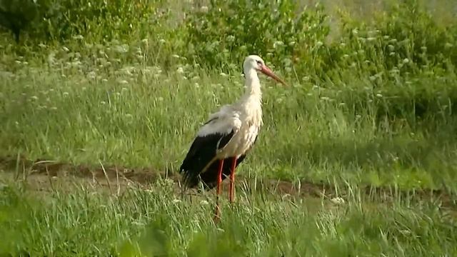 Аист позирует -ред. 2014-