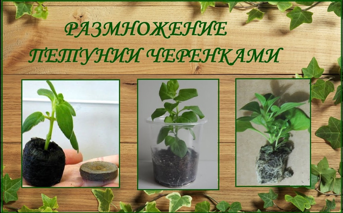 Петуния укоренение черенков легко и просто. Как сохранить петунию зимой, черенкование петунии