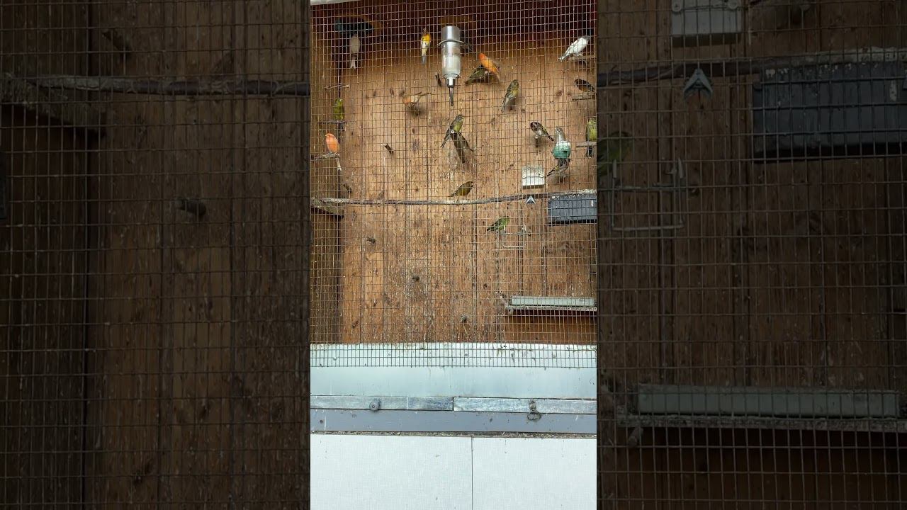 #Канареки#canary