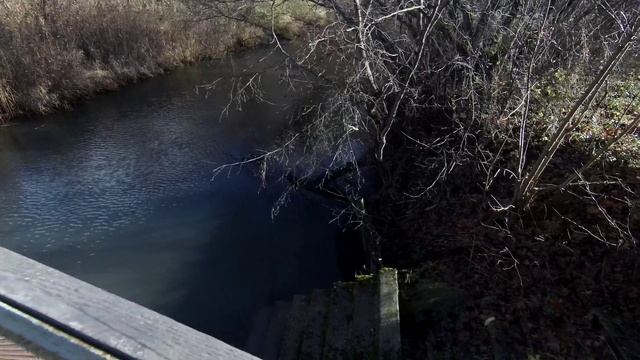 Пионерский лагерь "Феникс".