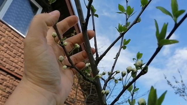 Моя прививка алычи на молодую сливу 14.05.2021. прошлогодний привой зацвёл.