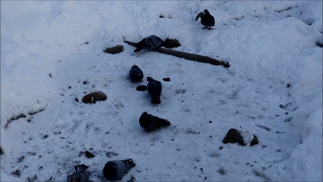 Проблемы и тревоги у зимующих птиц в Петергофе