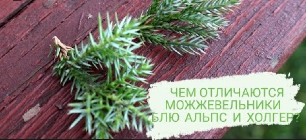 КАК ОТЛИЧИТЬ МОЖЖЕВЕЛЬНИК БЛЮ АЛЬПС ОТ МОЖЖЕВЕЛЬНИКА ХОЛГЕР!?