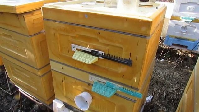 результат зимовки пчел на воле в 12 рамочном улье на 2 корпусах - ставлю проставочное дно и воду
