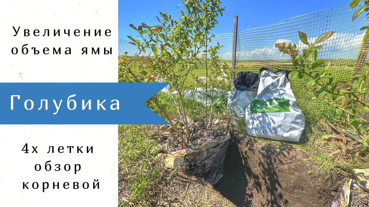 Расширяю ямы для 4х летней голубики