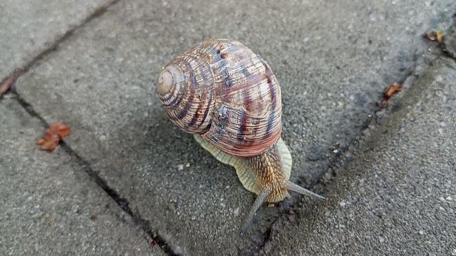 Улитка в дождь