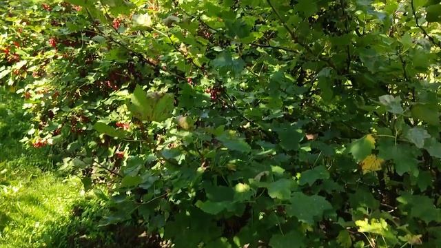 Дача 9 августа 2020.