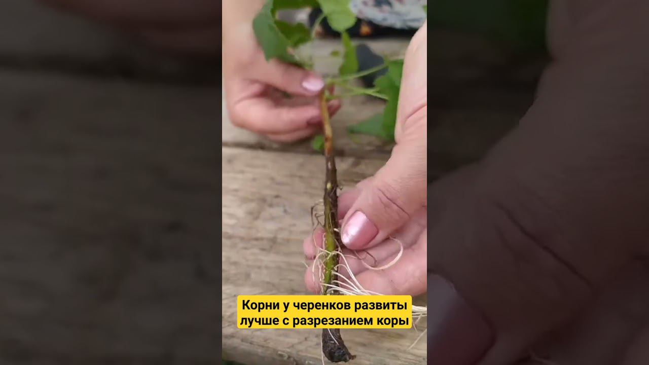 Корни у черенков смородины развиты лучше и разрезанием коры #смородина #черенкованиесмородины