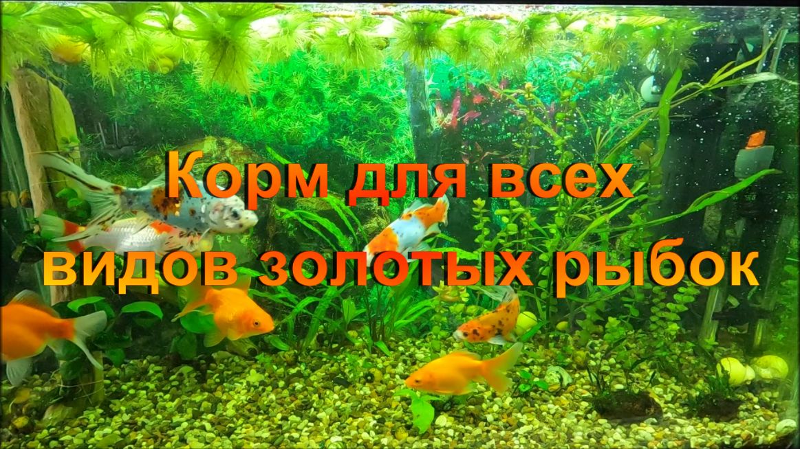 Корм для всех видов золотых рыбок.