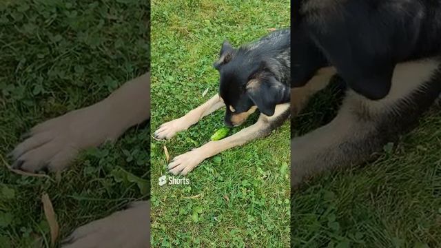 Уничтожитель огурчиков