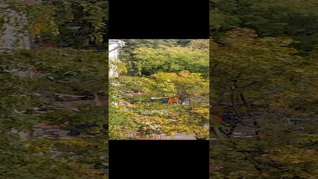 Снос дома ул. Никитинская, 19к3 VID_20230919_091713