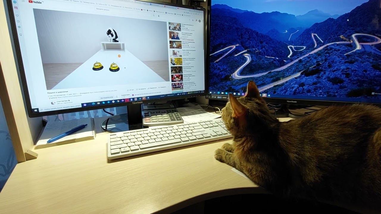 Кошке понравился канал на Ютюбе про кошек
