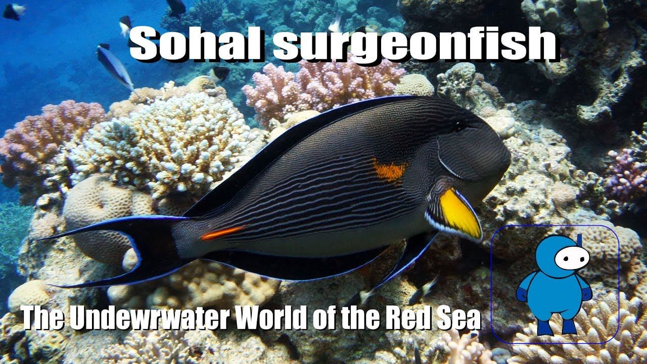 Аравийская рыба-хирург. Подводный мир Красного моря. Sohal surgeonfish